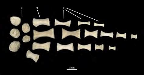 Carpals Z Metacarpals D And Phalanges P Of The Left Pectoral