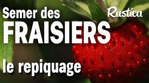 Repiquer des fraisiers 4 saisons Guide pratique pour réussir