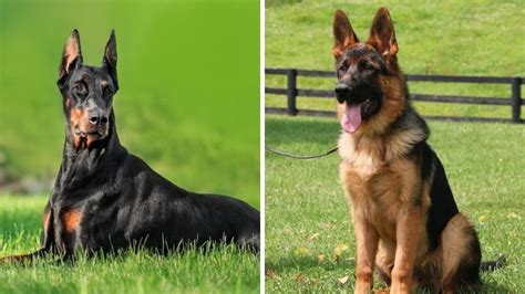 5 razas de perros ideales para ser el guardián de tu familia