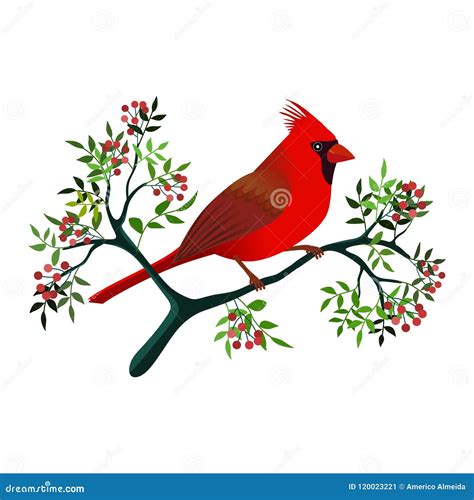 Cardinal Stock Illustrations 4 823 Cardinal Stock Illustrations