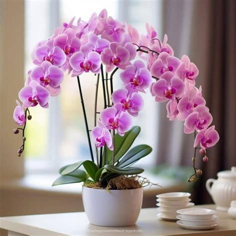 Como Cuidar De Orquídeas No Vaso De Plástico E Ter Sucesso Nas Flores