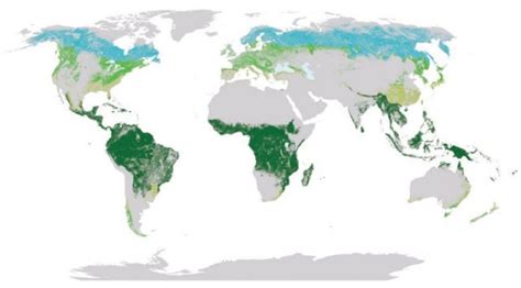 El Planeta Pierde En Tres D Cadas Millones De Hect Reas De Bosque