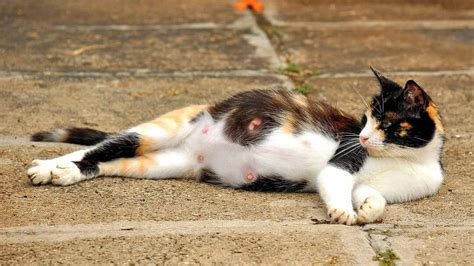 Hälfte Übersetzung Stratford auf Avon como saber si mi gata esta