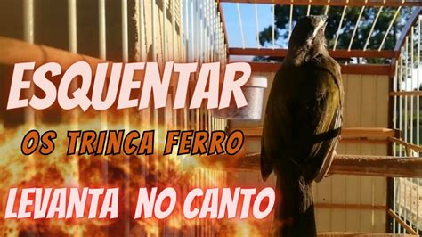 Transmissão ao vivo de Canto de trinca ferro para esquentar YouTube