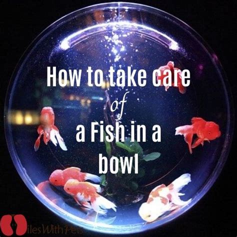 How To Take Care Of A Fish In A Bowl