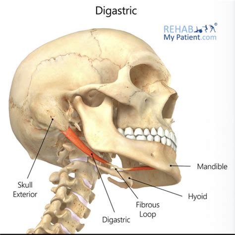 Anatomy Lab Week Ten Quiz Muscles Gaston Flashcards Quizlet