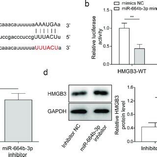 MiR 664b 3p Negatively Regulated HMGB3 Expression A The Potential