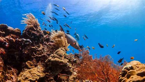 Menikmati Keindahan Bawah Laut Indonesia Dengan Freediving Freemagz Id