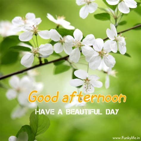 Best Good Afternoon Images Photos Pictures For Whatsapp