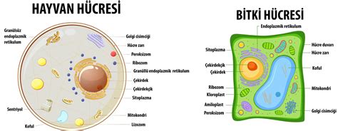 Karyot Ve Prokaryot H Cre Nedir Zellikleri Ve Farklar Nelerdir