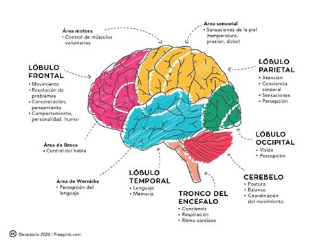 Los Lóbulos Del Cerebro Y Sus Funciones PDF 51 OFF