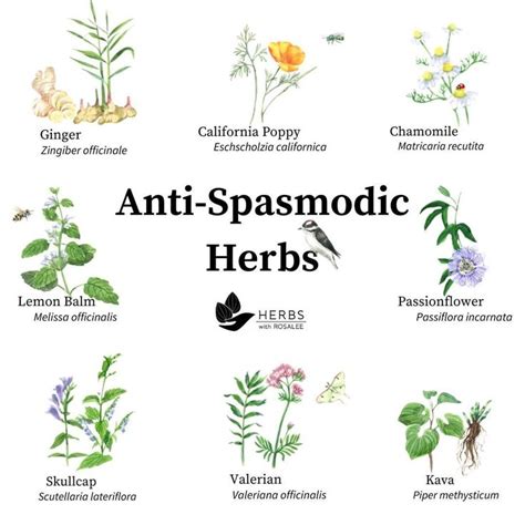 The Different Types Of Anti Spasmodic Herbs