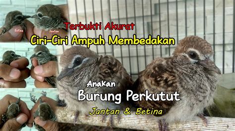 Cara Membedakan Anakan Burung Perkutut Jantan Dan Betina Ciri Ciri