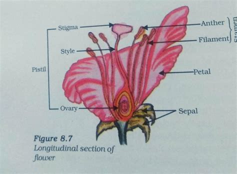 What Is The Longitudinal Section Of Flower Printable Online