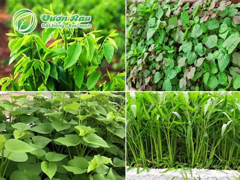 Top 10 các loại rau thu hoạch nhiều lần mới nhất năm 2023 EU Vietnam