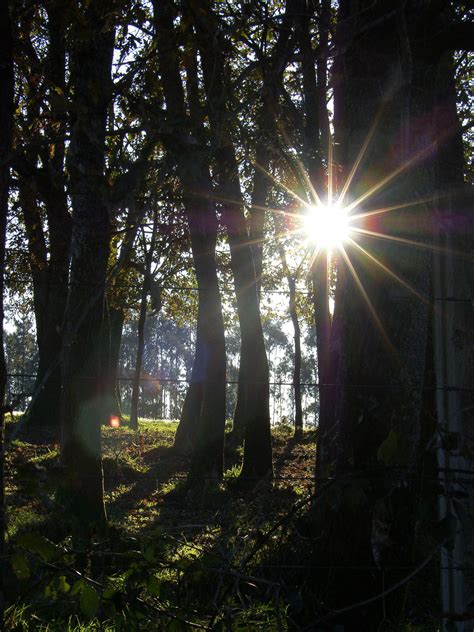 Free Images Tree Nature Forest Light Night Sunlight Flower