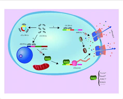 Circrnas Inhibit Mirna Function Throug H The Molecular Sponging