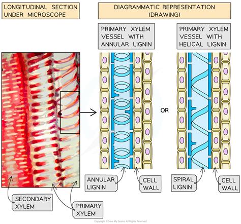 IB DP Biology HL复习笔记9 1 5 Skills Drawing Xylem Vessels 翰林国际教育