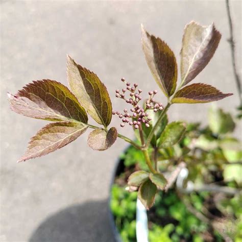Sambucus Nigra Rosies Selection