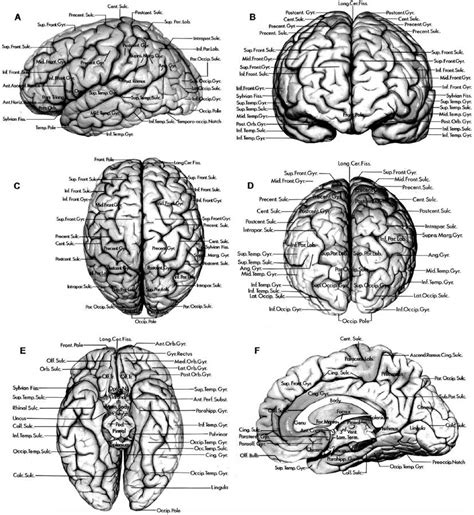 Lateral Medial And Inferior Surfaces Of The Cerebral Hemispheres