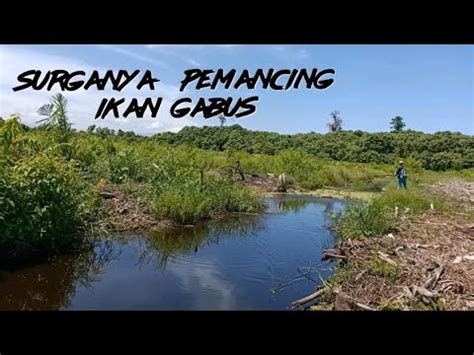 Pemancing Gabus Mana Yang Gak Pingin Mancing Disini Casting Gabus