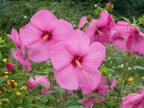 Zdjęcia hibiskusa bagiennego 6 fotografii
