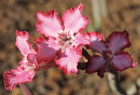 Bloem Roze Gratis Foto Op Pixabay Pixabay