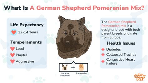 German Shepherd Pomeranian Mix Your Complete Breed Guide The Goody Pet