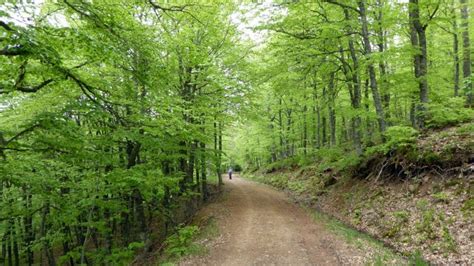Descubre la belleza natural de la Montaña Palentina con estas 9 rutas