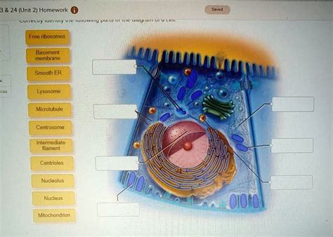 Solved Correctly Identify The Following Parts Of The Diagram Of A Cell