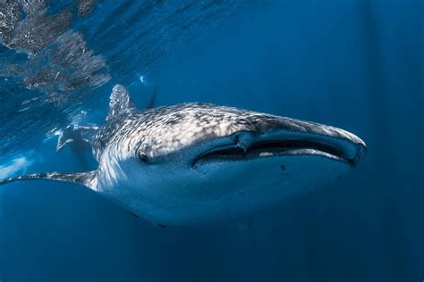 Photo Sous Marine Photographe Sous Marin Requin Baleine Le Plus