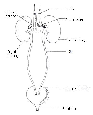 Draw A Labelled Diagram Of The Excretory System Of Class Biology The