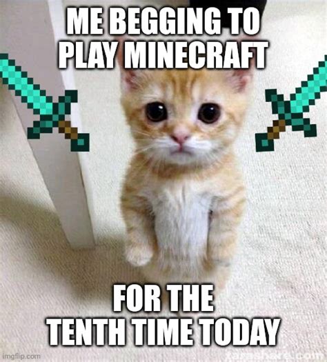 Cute Cat Meme Imgflip