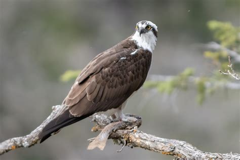 North American Birds Of Prey Identification