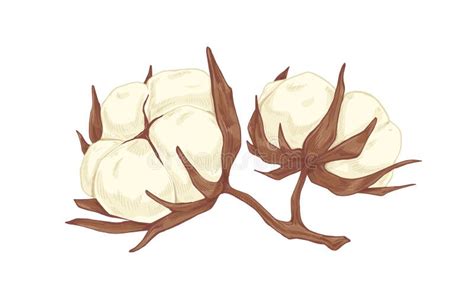 Brotes Blandas Y Esponjosas De La Flor De Algodón Dibujo Botánico De