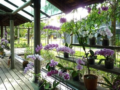 Introducir Imagen Cultivo De Orquideas En Troncos Viaterra Mx