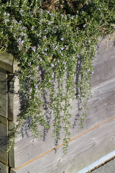 Rosmarinus Officinalis Prostratus Kruip Rozemarijn Bloemenpark