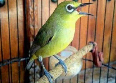 Daftar Harga Burung Pleci 2021 Terbaru Semua Jenis Duniakicau Net