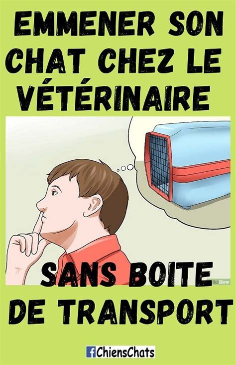 Emmener son chat chez le vétérinaire sans boite de transport Il faut