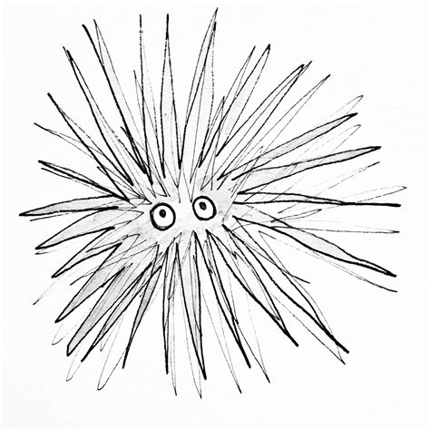 How To Draw A Sea Urchin
