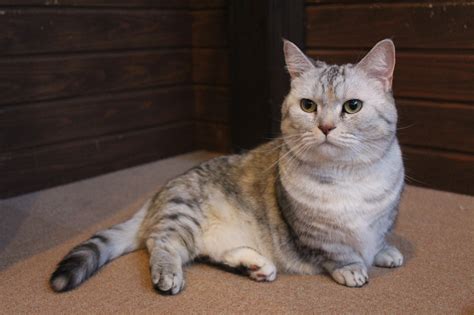 2021年人気猫種ランキングを発表どの品種が人気なのアクサダイレクト