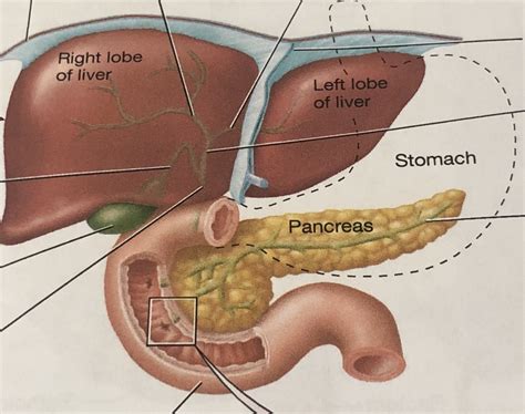 Digestive System Diagram Quizlet