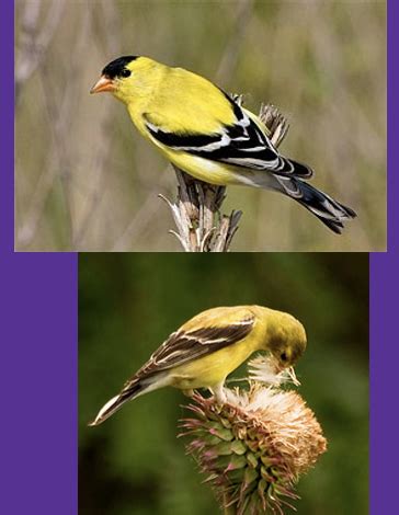 Bio Lab Birds Flashcards Quizlet