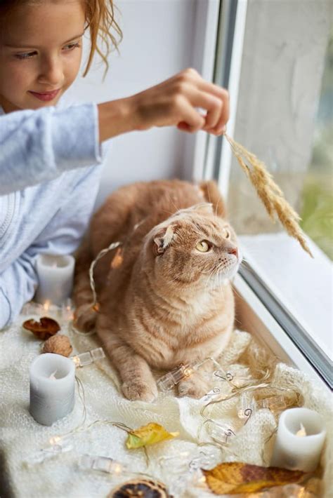 Expectativa De Vida De Um Gato Descubra Tudo Sobre A Longevidade Felina