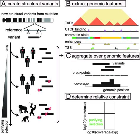 approach to detect purifying selection against deleterious structural download scientific