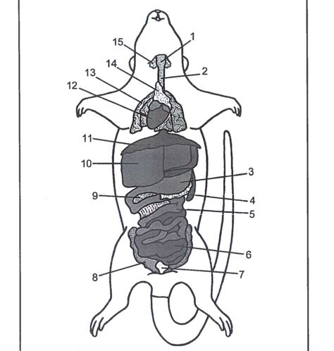 Rat Dissection Labeling Pt Diagram Quizlet