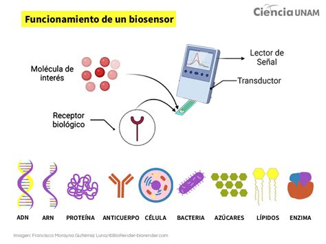 De La Locura De Jorge III A Los Biosensores Ciencia UNAM