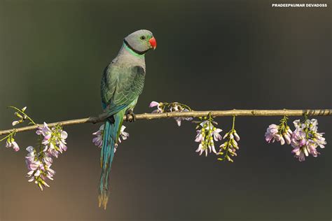 Malabar Blue Winged Parakeet Sub Adult Male Malabar Flickr