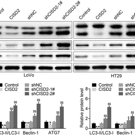 Down Regulation Of Cisd Promoted Apoptosis Of Crc Cells A The Of