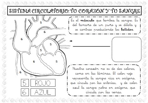 Esta semana tocaba el aparato circulatorio Cuerpo humano para niños